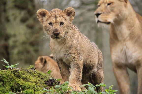 Longleat Safari Park - Tor Farm | Hot Tub Breaks, Lodges with Hot Tubs ...