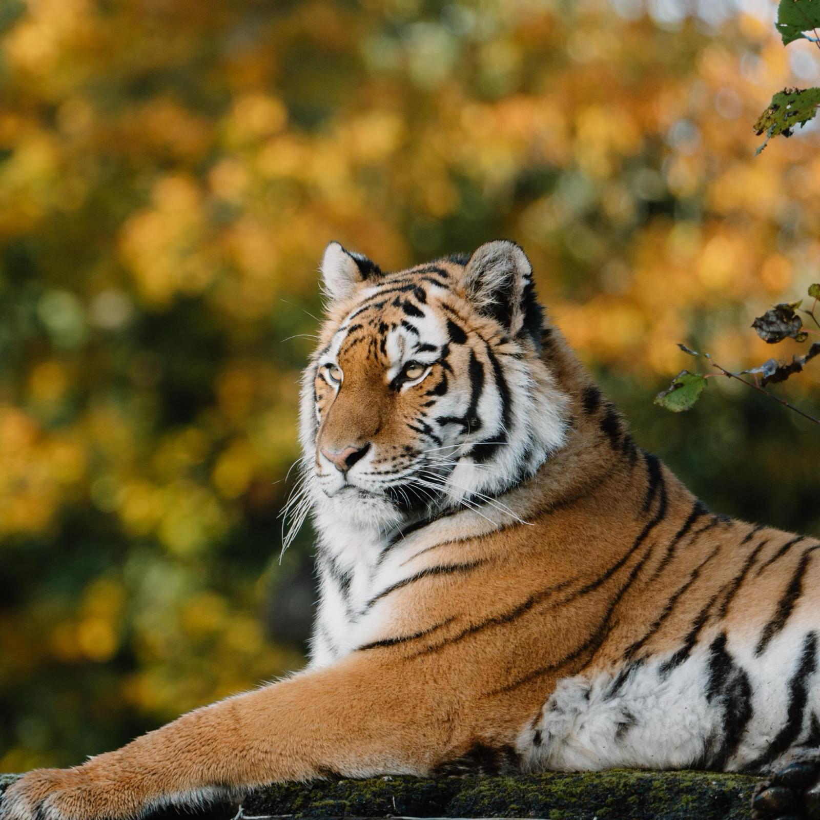 Longleat 1 - Tor Farm | Hot Tub Breaks, Lodges with Hot Tubs, Holiday ...